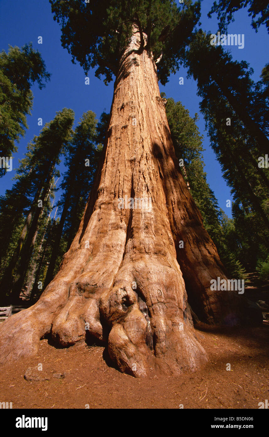 Ben tree hi-res stock photography and images - Alamy