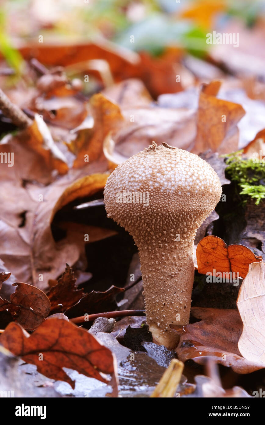 puff-ball mushroom macro Stock Photo - Alamy