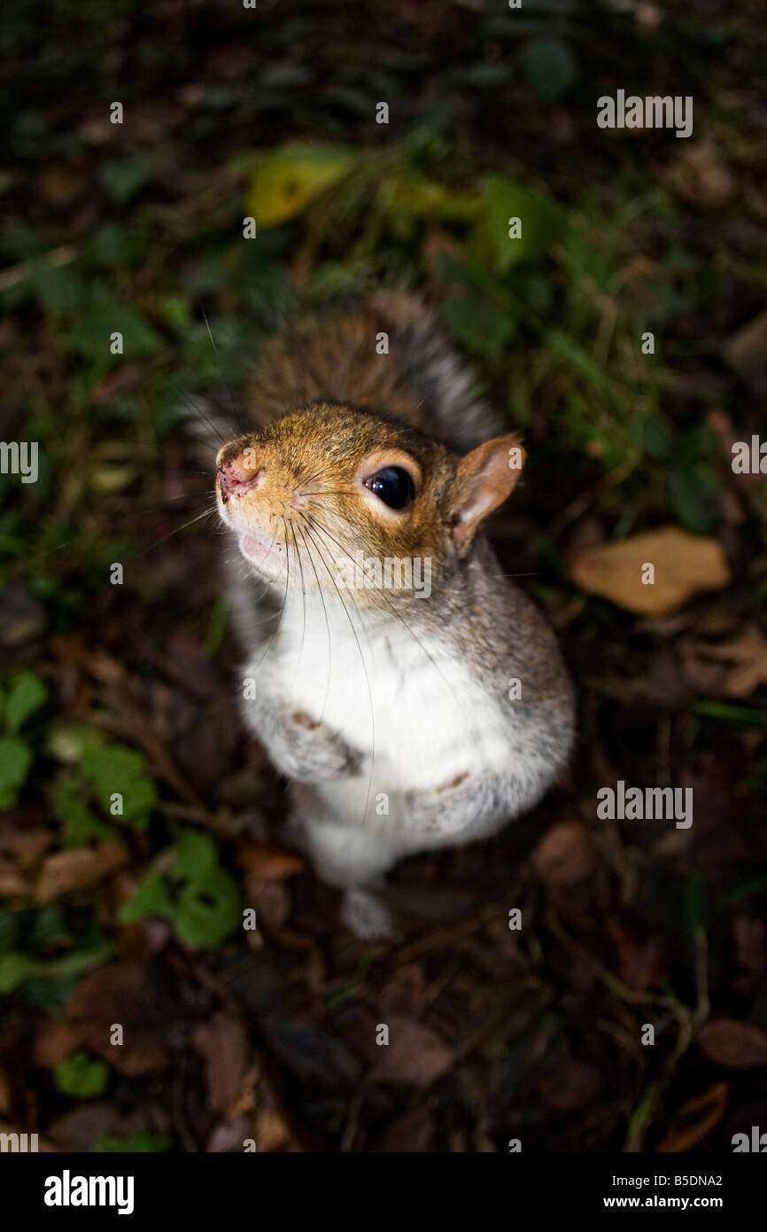 grey squirrel posing with a hazel nut Stock Photo - Alamy