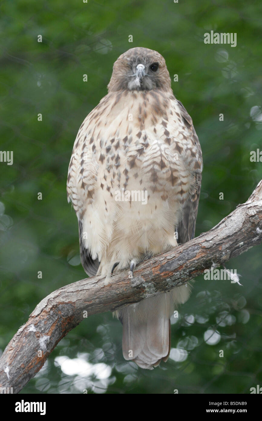 Red-tailed hawk with one eye being raised at maymont park Stock Photo ...