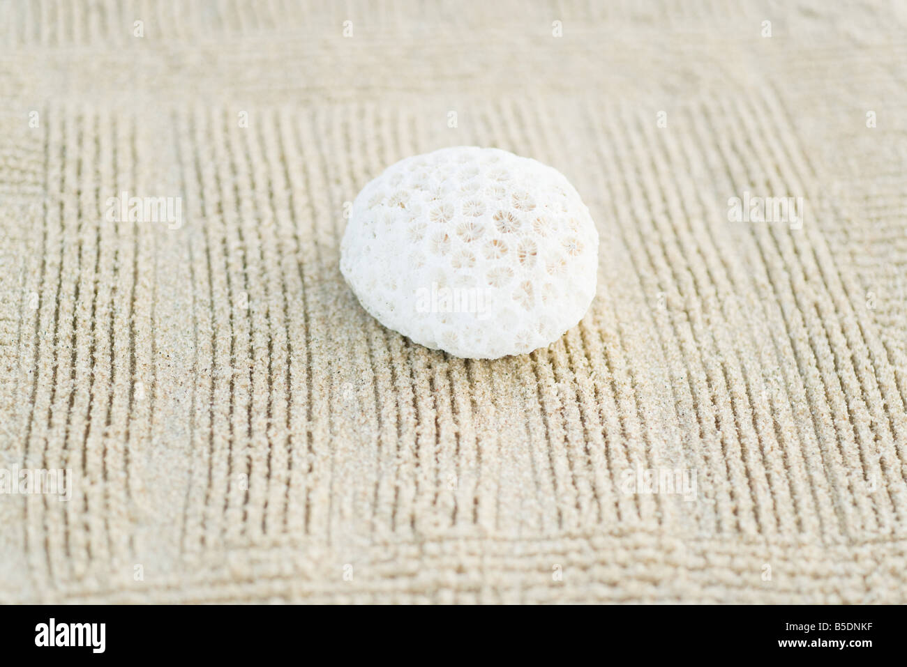 Piece of coral on raked sand, still life Stock Photo - Alamy
