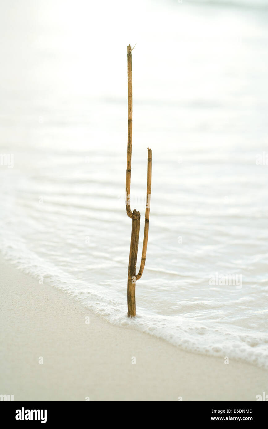 Branch sticking up out of sand, in the surf Stock Photo - Alamy