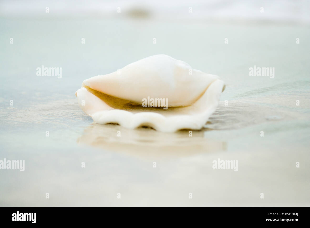 Conch shell on beach, close-up Stock Photo - Alamy