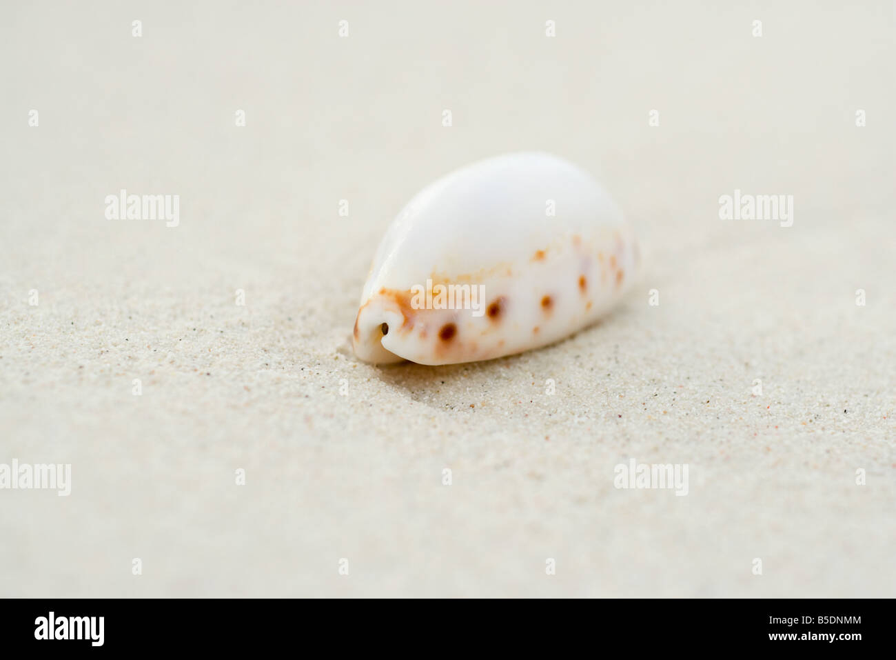 Seashell on sand, close-up Stock Photo - Alamy