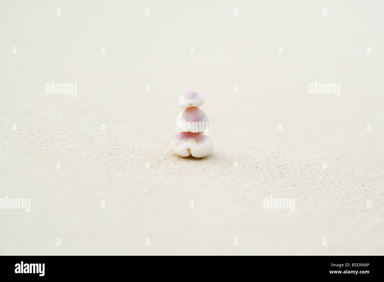 Stack of seashells hi-res stock photography and images - Alamy