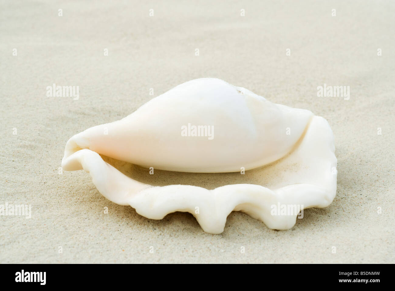 Conchshells hi-res stock photography and images - Alamy