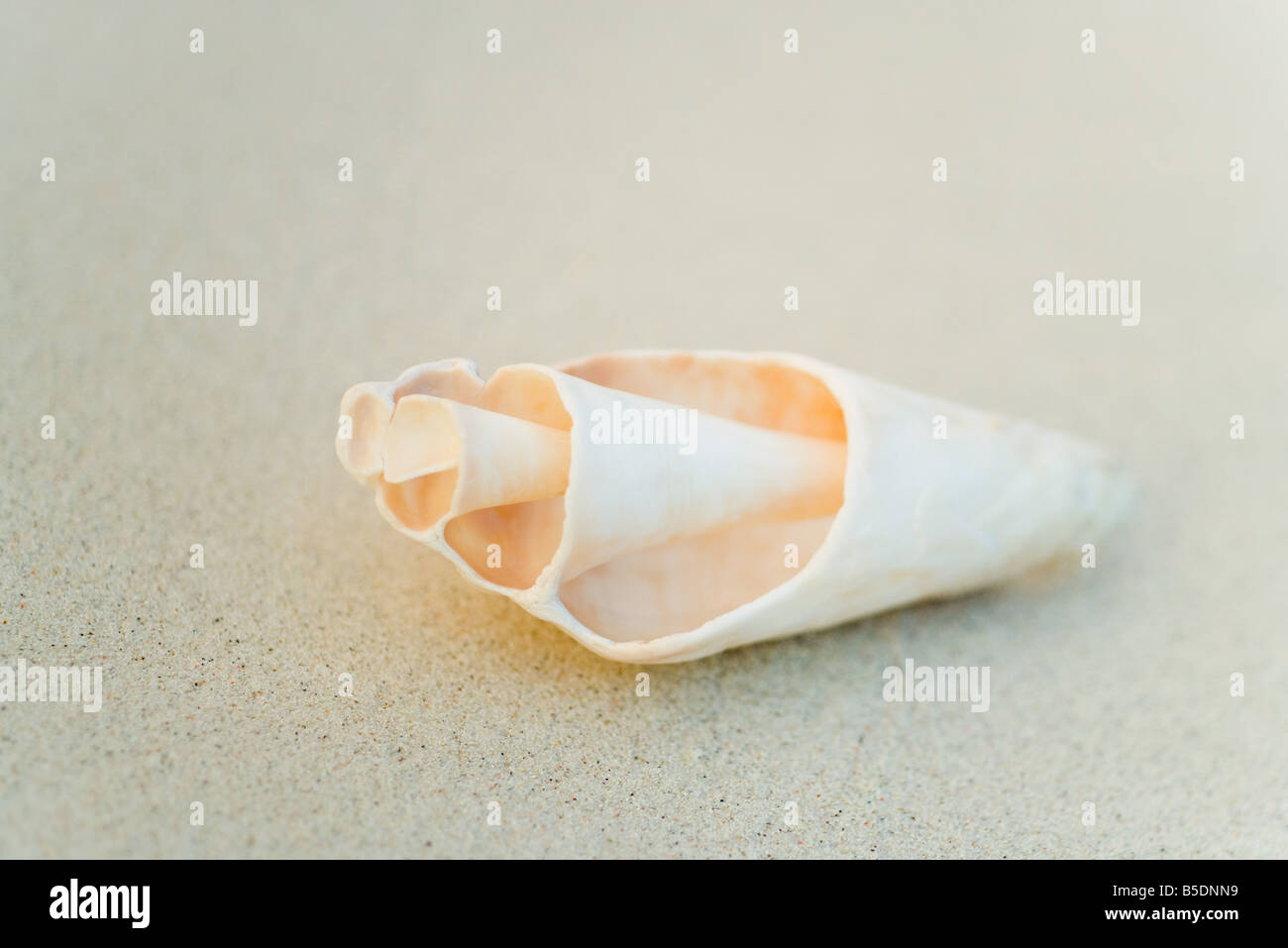Seashell on sand, close-up Stock Photo - Alamy
