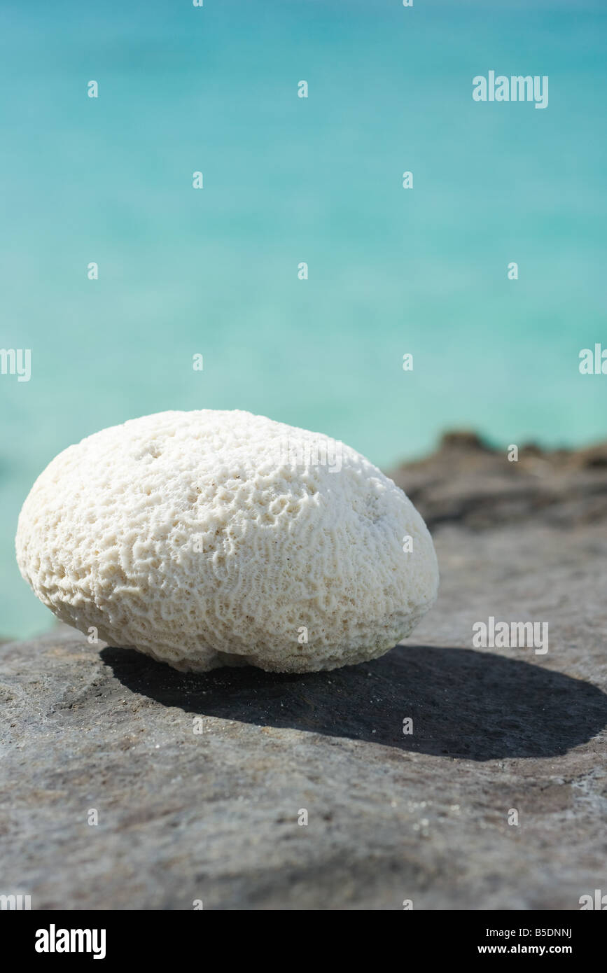 Piece of coral on rocky ground Stock Photo - Alamy