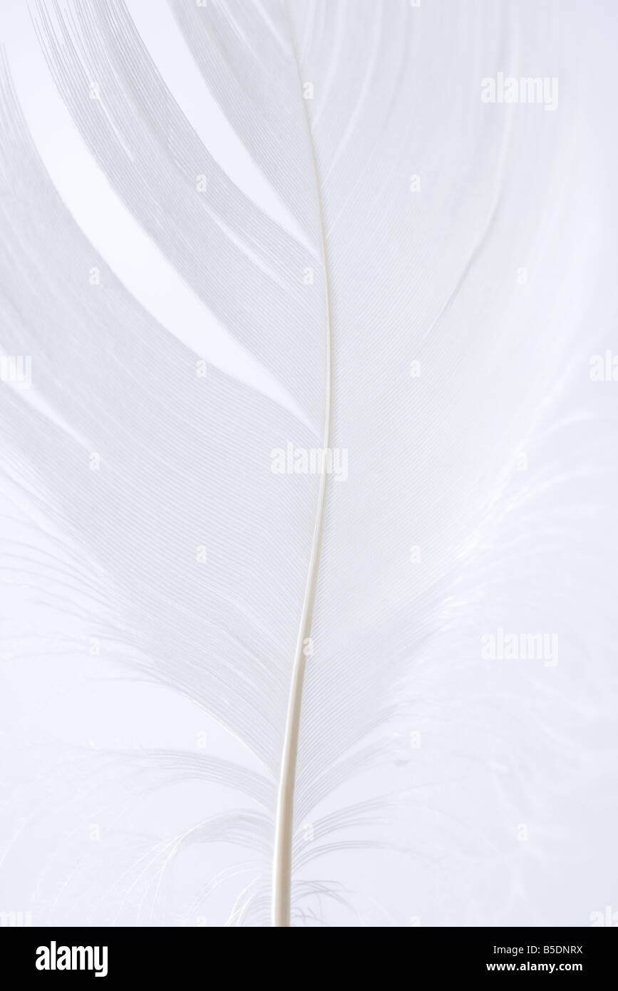 Feather texture hi-res stock photography and images - Alamy