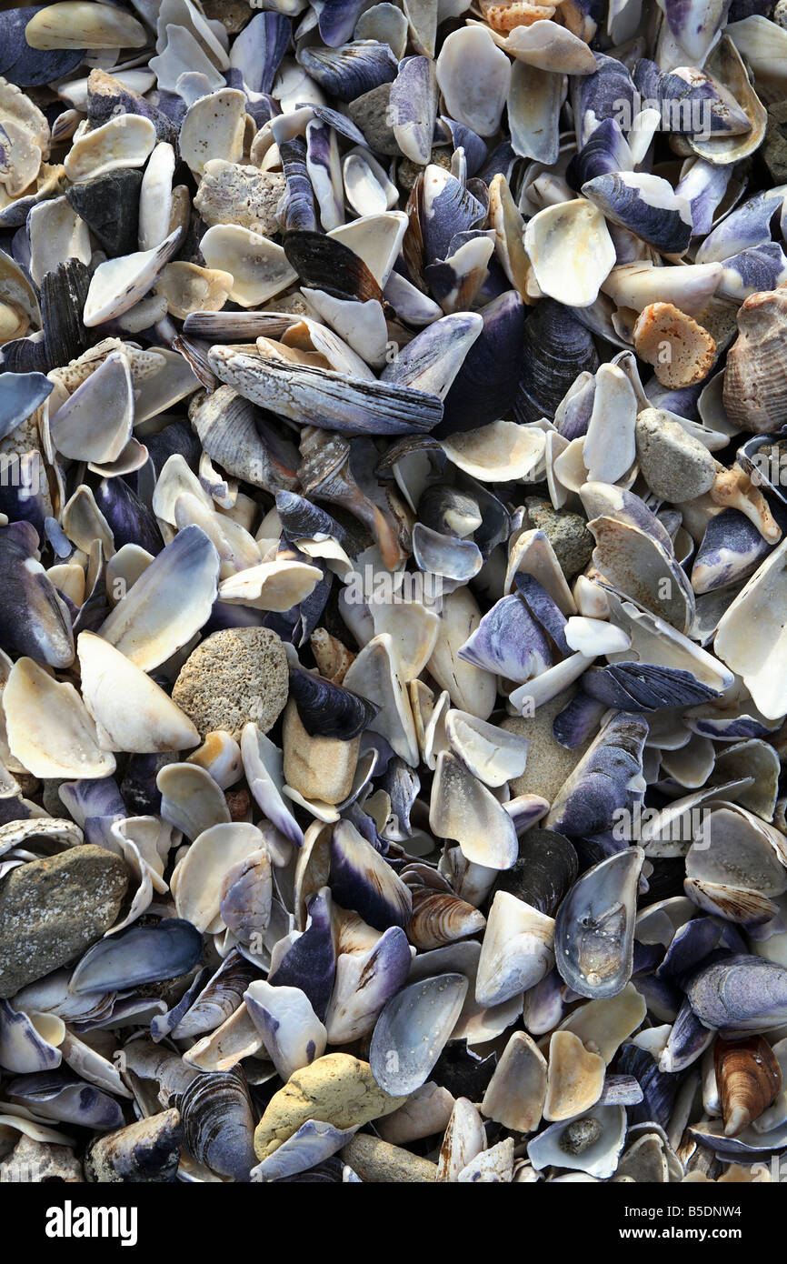 Conches on a beach Stock Photo - Alamy