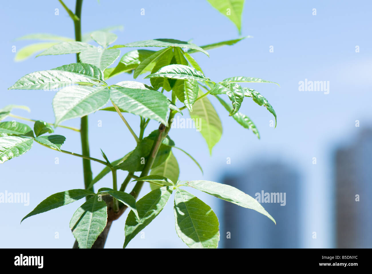 Detail of small potted tree, leaves and branches Stock Photo - Alamy