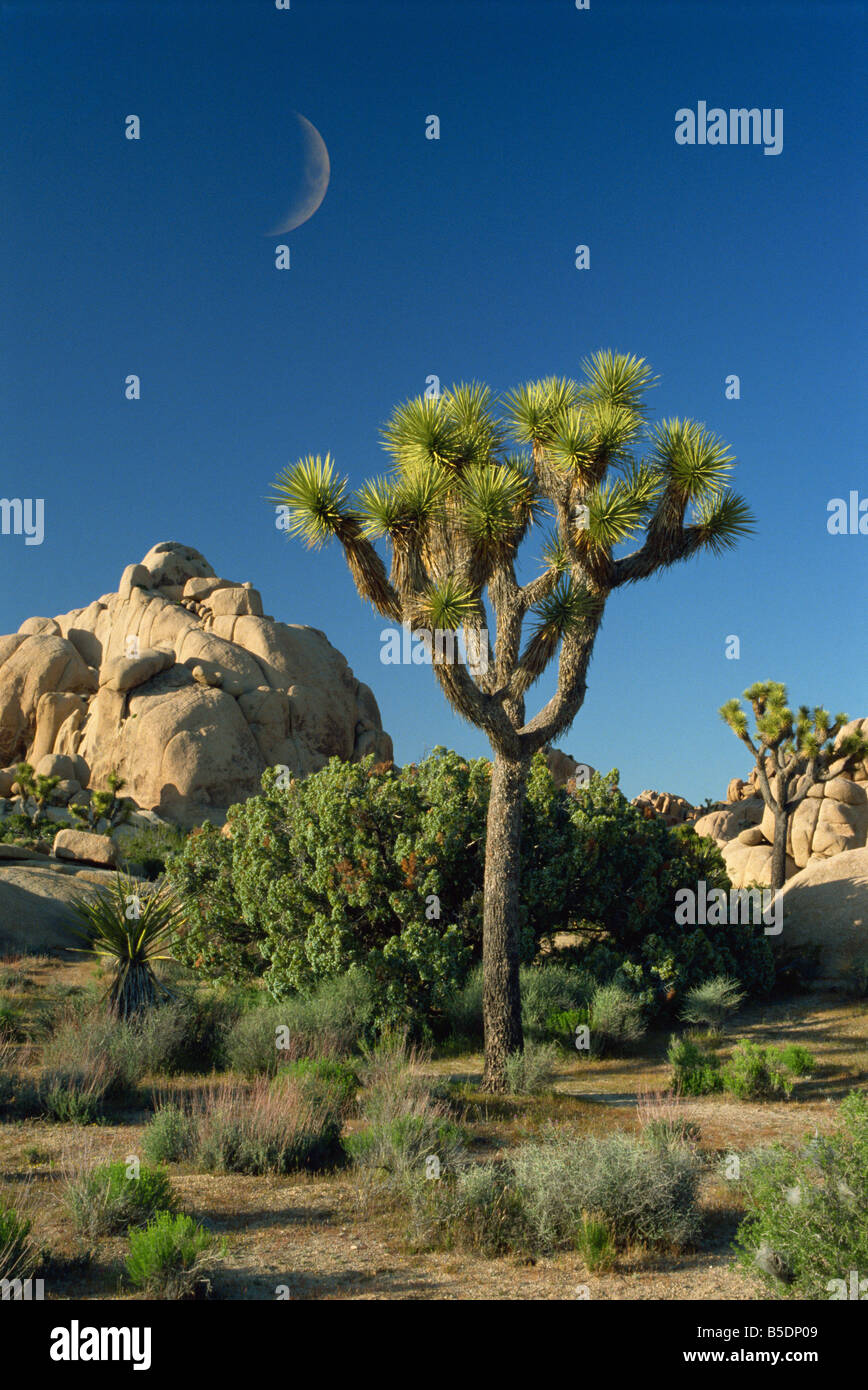 Joshutrees hi-res stock photography and images - Alamy