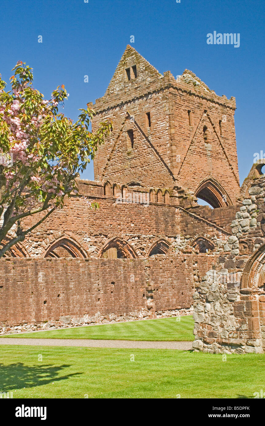 The Cistercian Sweetheart Abbey, founded by Devorgilla, Lady of ...