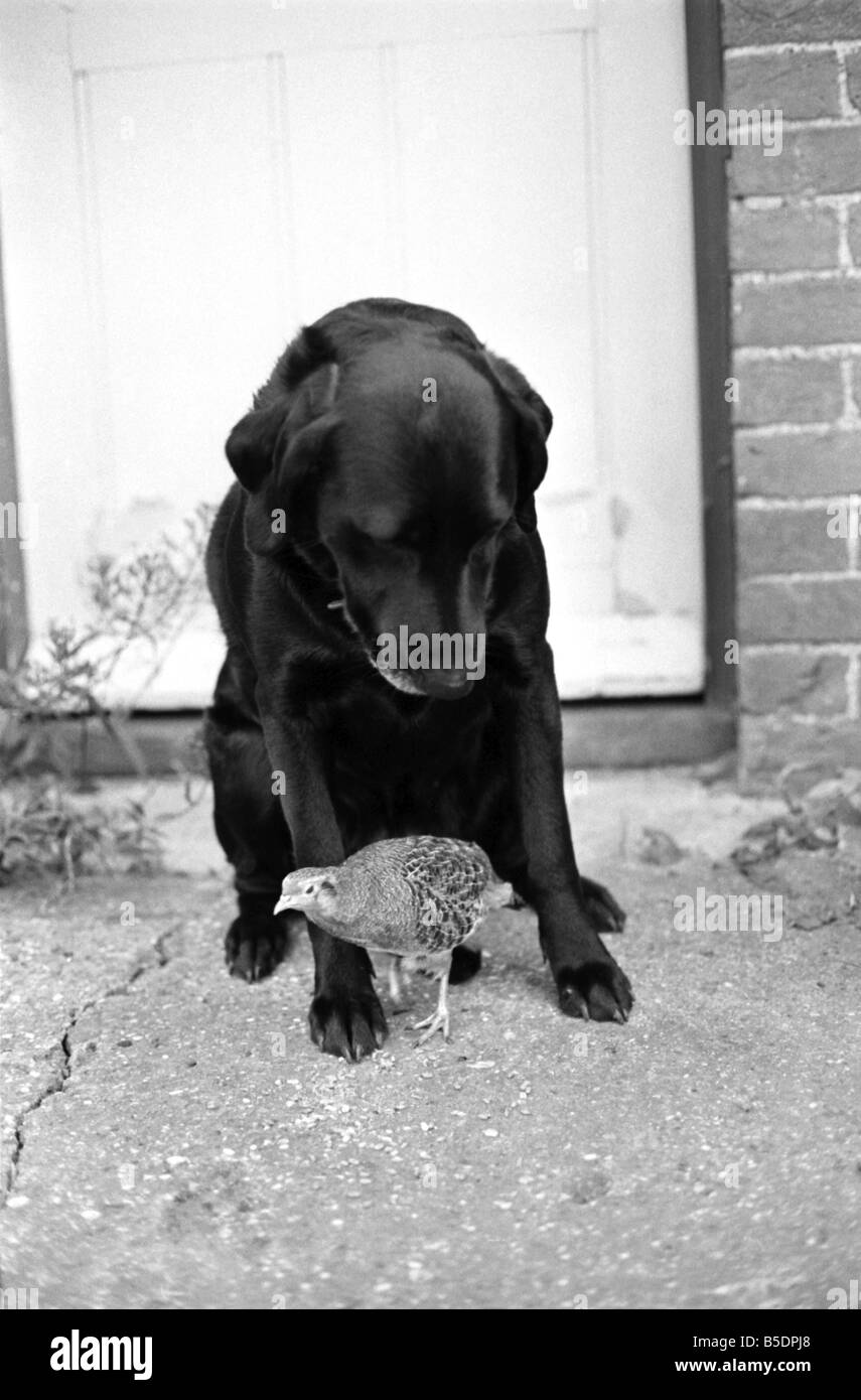 Animal: Friendship: Partridge and labrador. November 1963 A988-003 ...