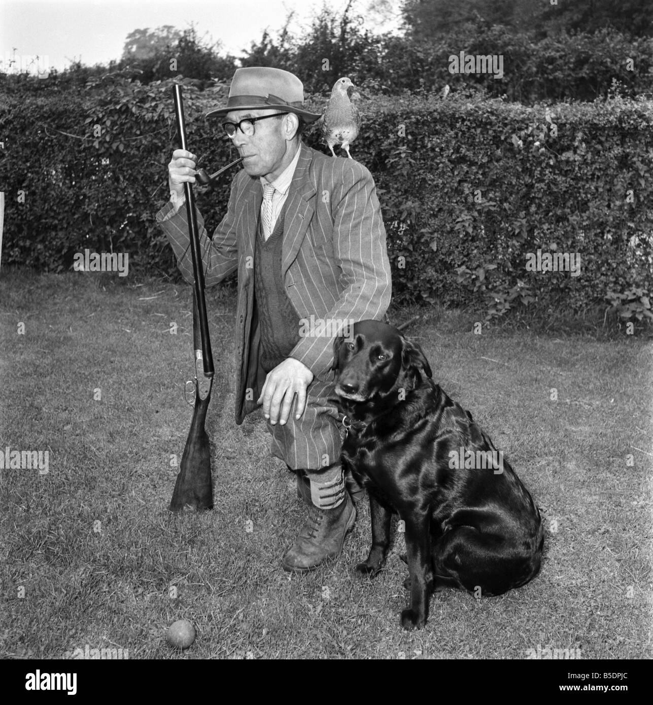 Animal: Friendship: Partridge and labrador. November 1963 A988-004 ...