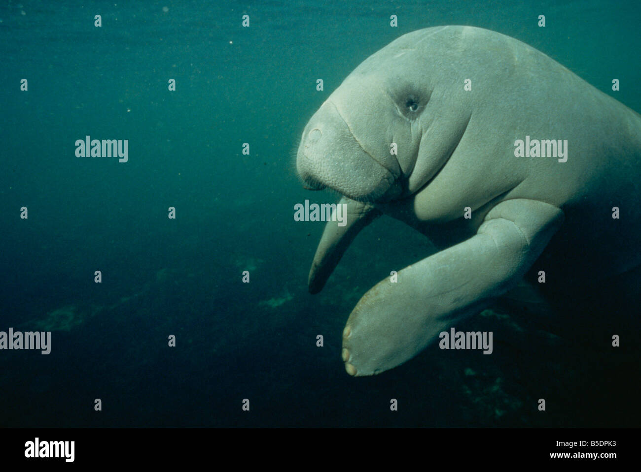Manatee, Crystal River, Florida, USA, North America Stock Photo - Alamy