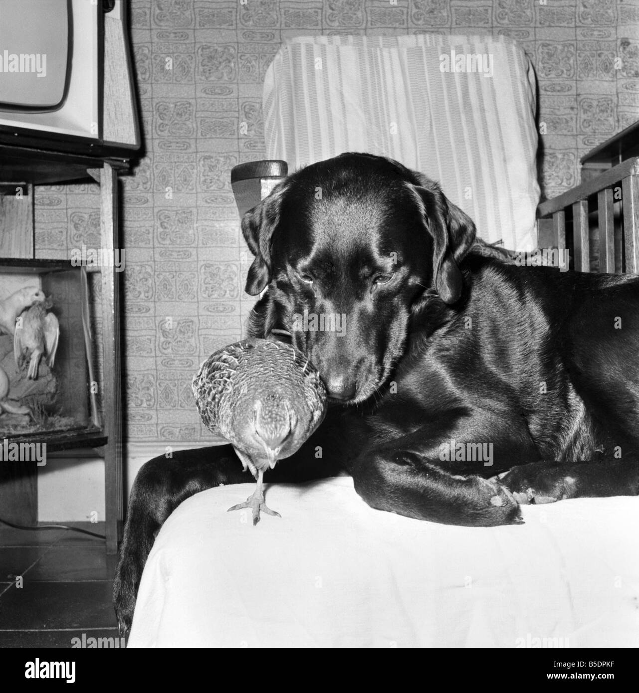 Labrador with bird Black and White Stock Photos & Images - Alamy