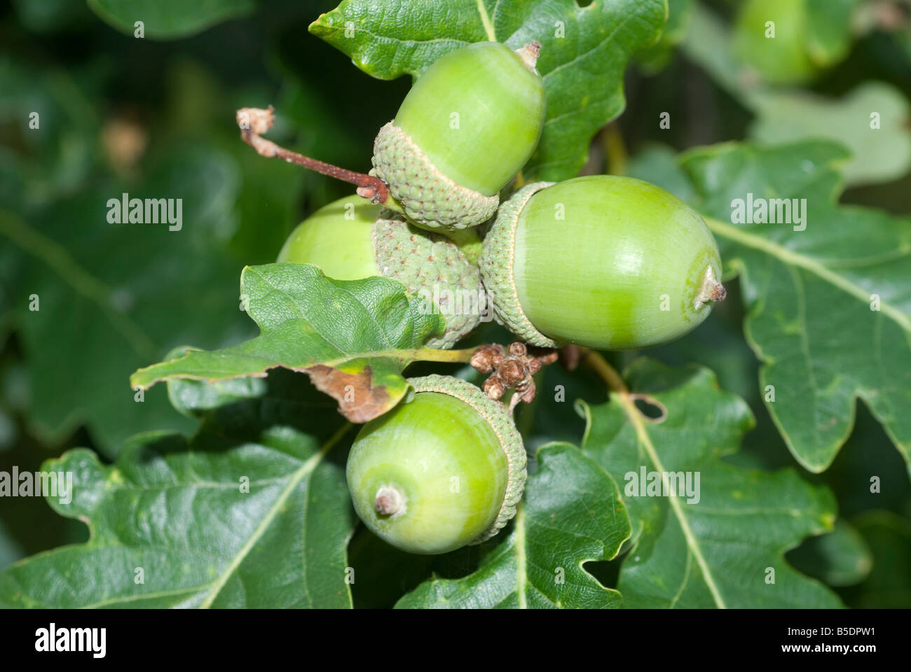 Acorn leaf spring hi-res stock photography and images - Alamy