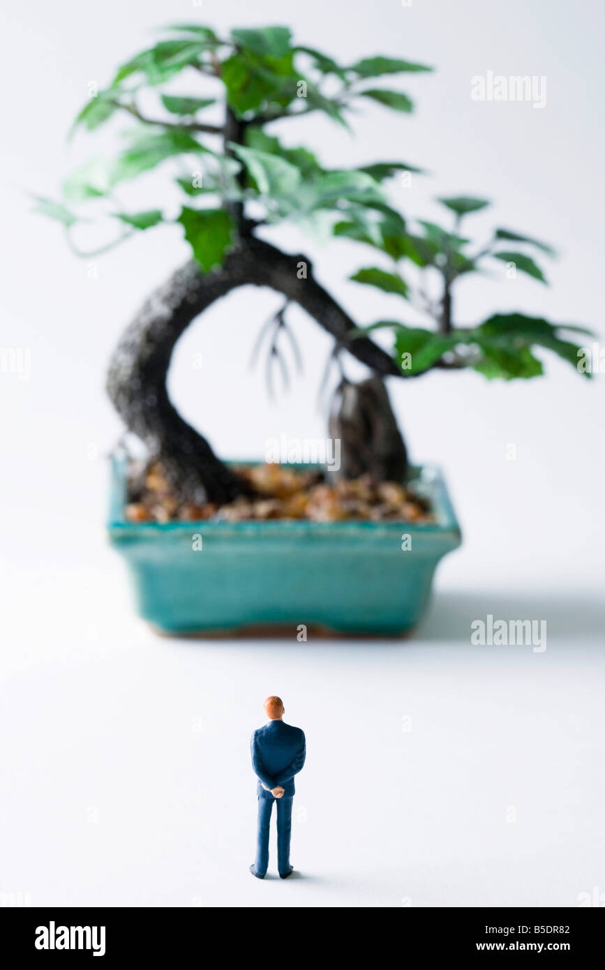 Miniature man looking at potted bonsai tree, rear view Stock Photo - Alamy