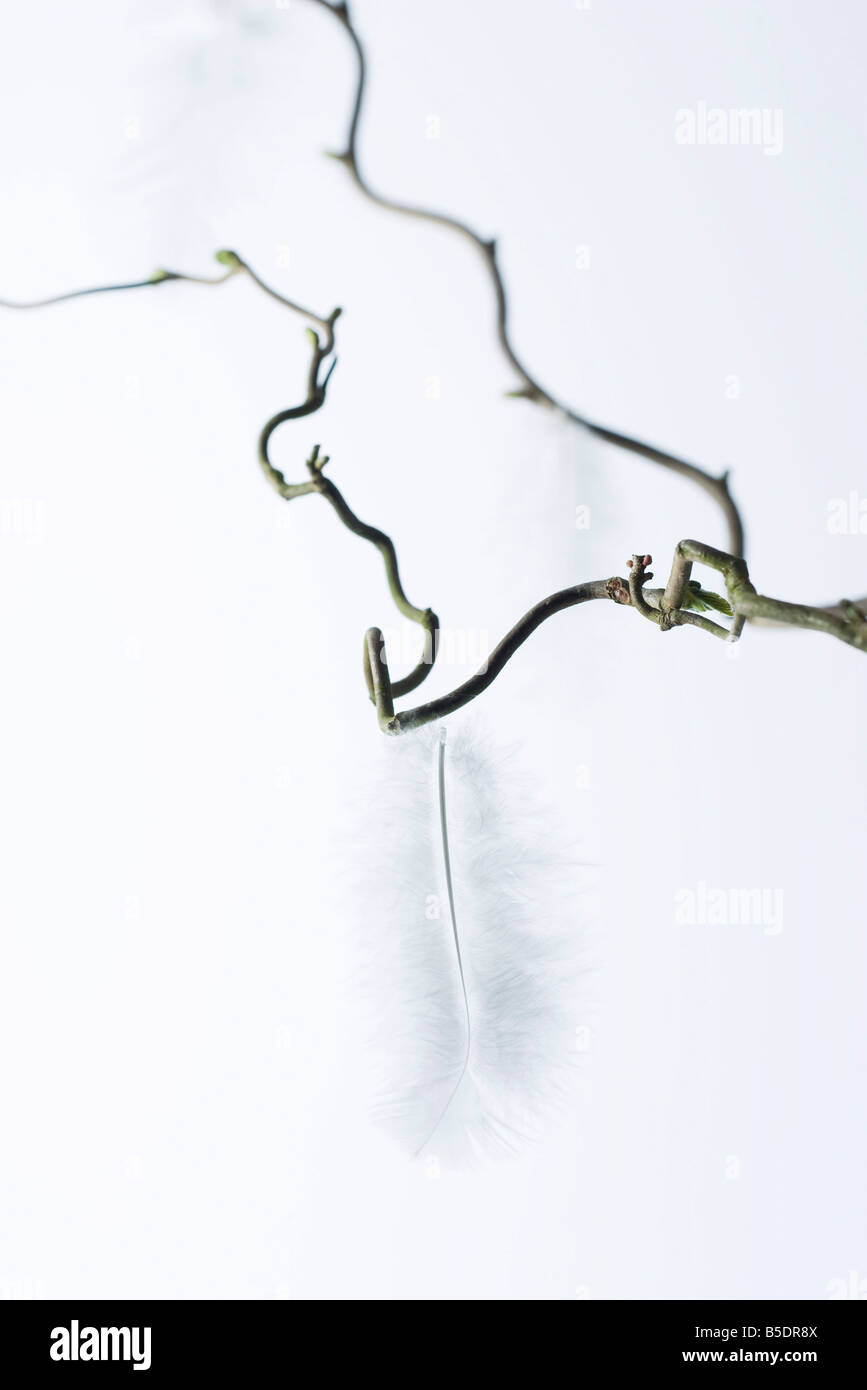 Feathers hanging from branch Stock Photo - Alamy