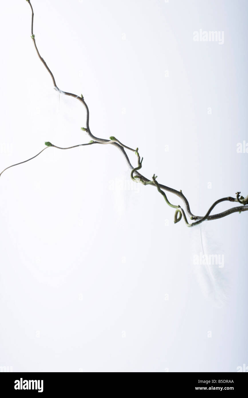 Feathers hanging from branch Stock Photo - Alamy