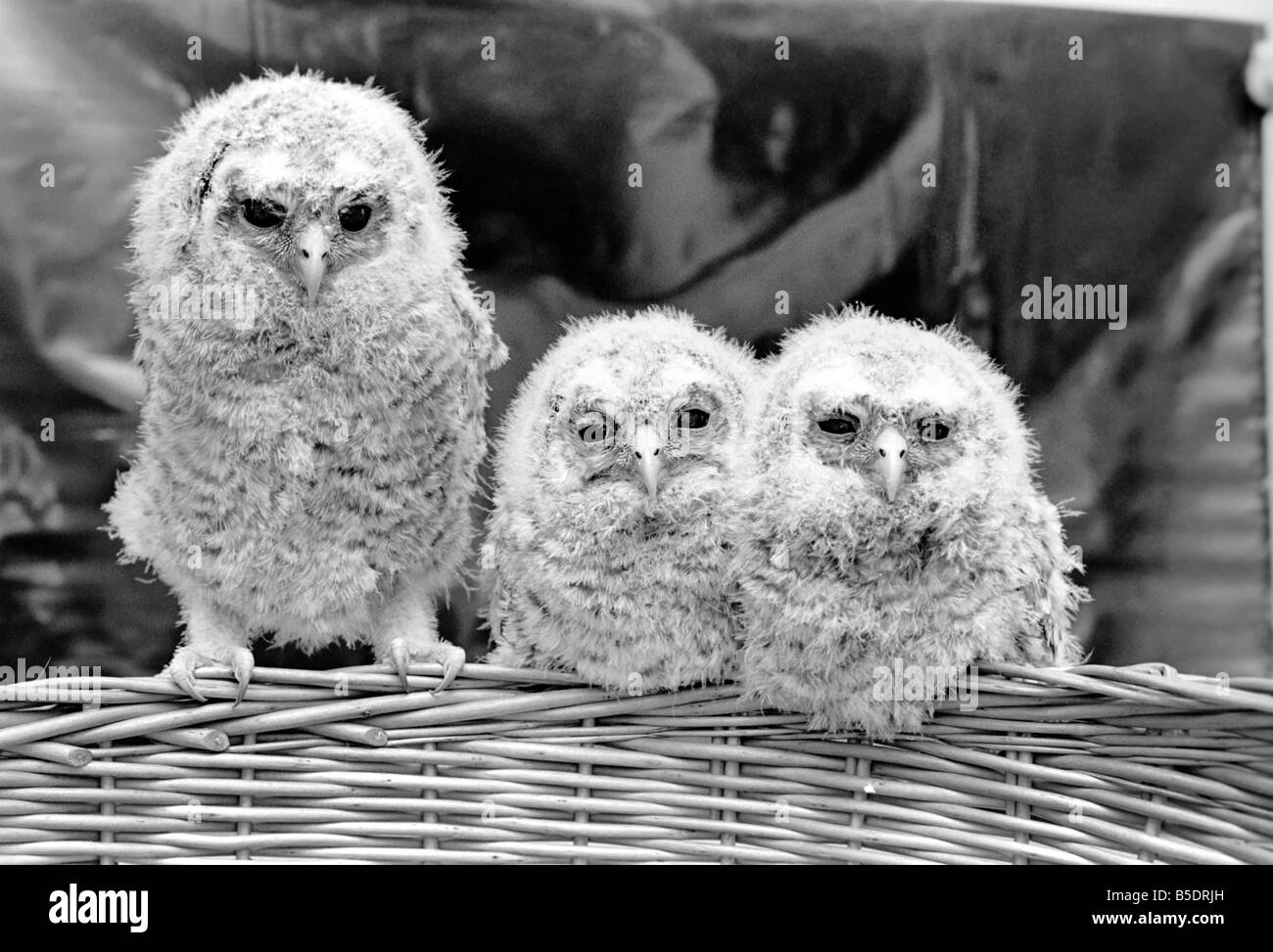 Birds and owl sitting on hi-res stock photography and images - Alamy