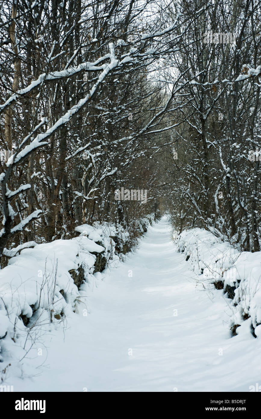 Tree-lined path in snow Stock Photo - Alamy