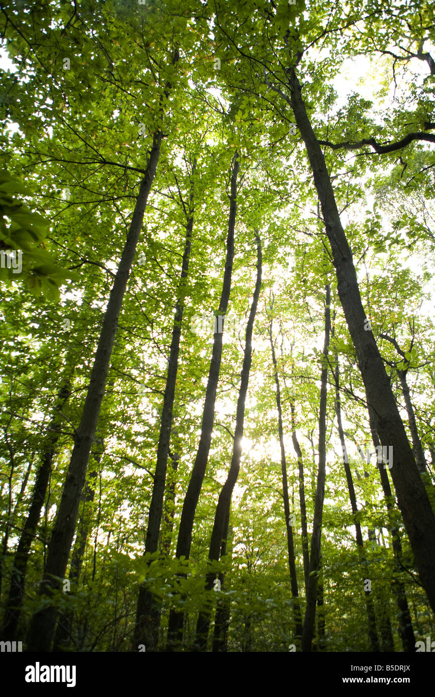 Tree Canopy From Below High Resolution Stock Photography and Images - Alamy