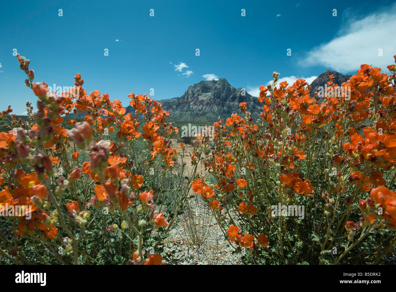 Mojave Desert Flowers High Resolution Stock Photography and Images - Alamy