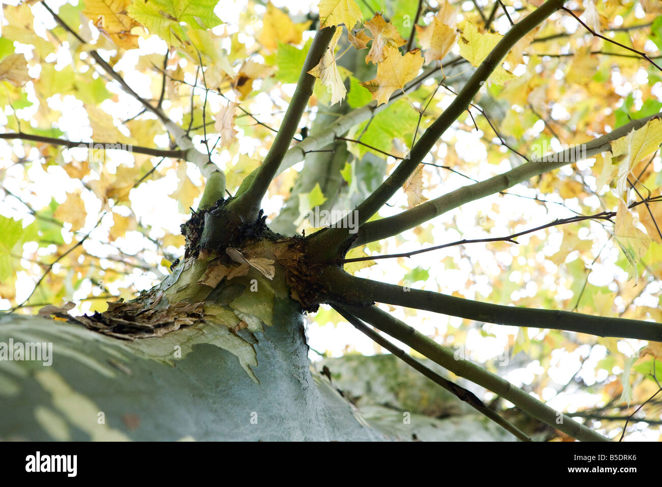 Tree viewed from directly below hi-res stock photography and images - Alamy
