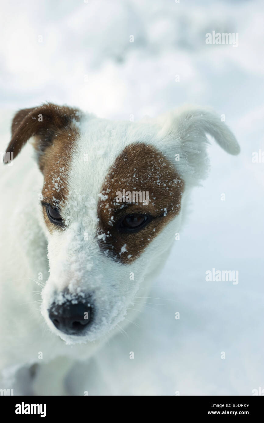 Jack russell terriers and snow hi-res stock photography and images - Alamy