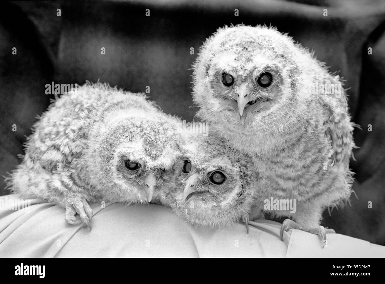 Cute baby owl Black and White Stock Photos & Images - Alamy