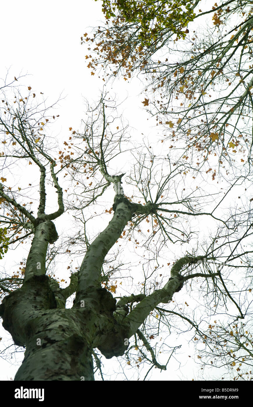 Tree viewed from directly below hi-res stock photography and images - Alamy