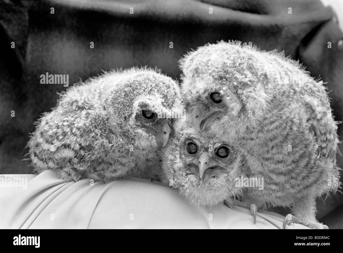 Baby cute owls hi-res stock photography and images - Alamy