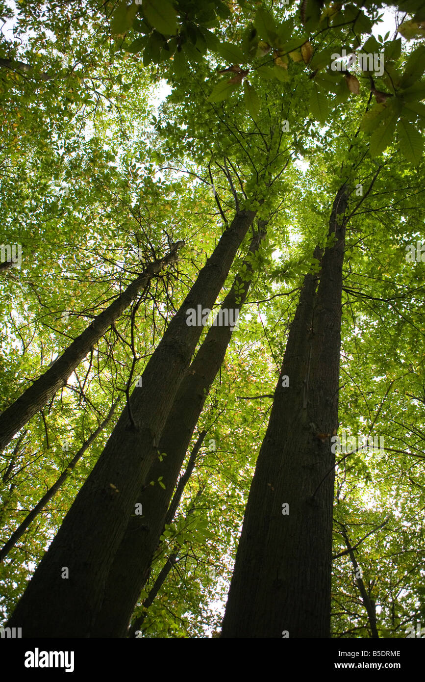Tall trees, low angle view Stock Photo - Alamy