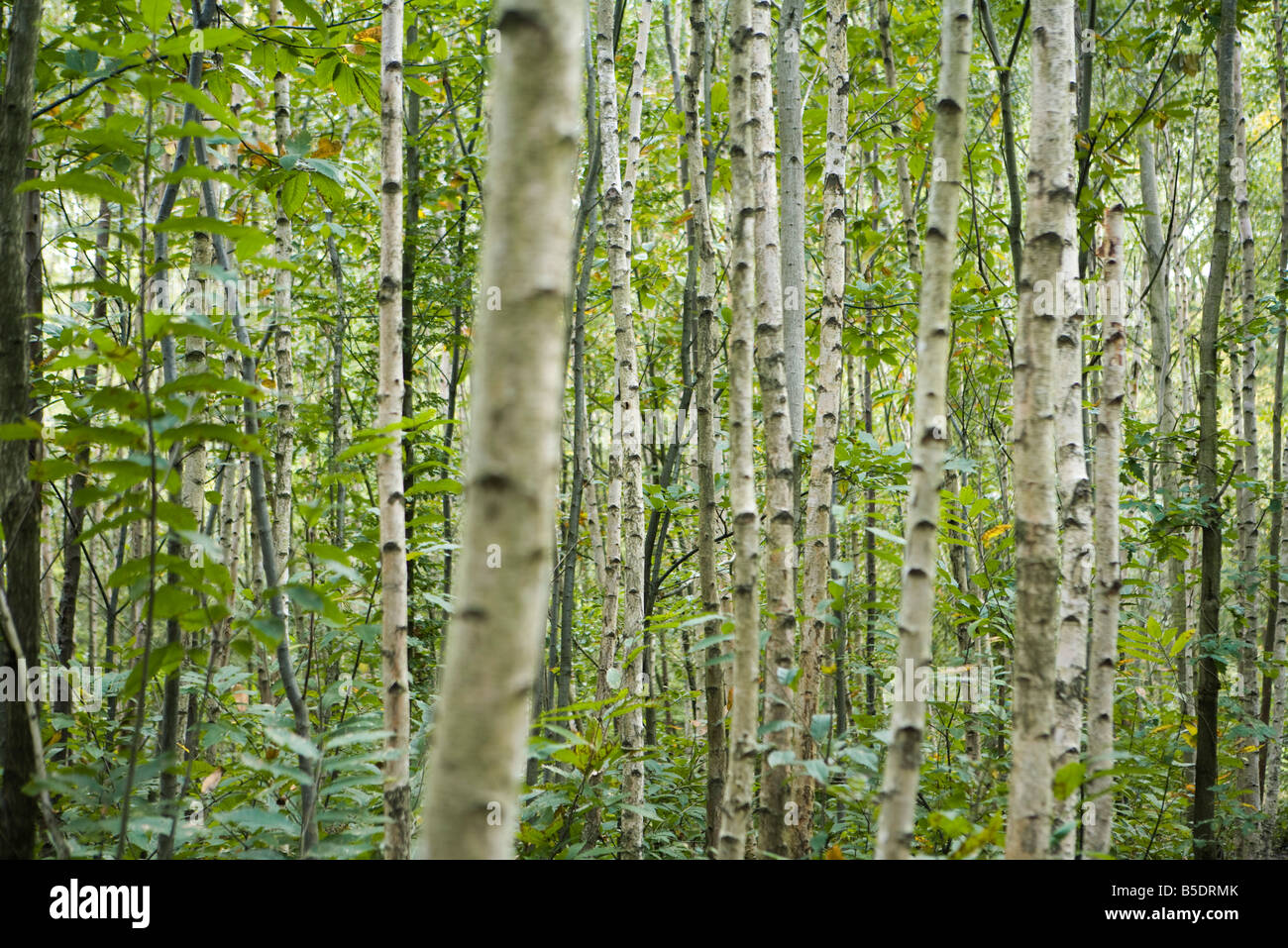 Forest of aspen trees, selective focus Stock Photo - Alamy