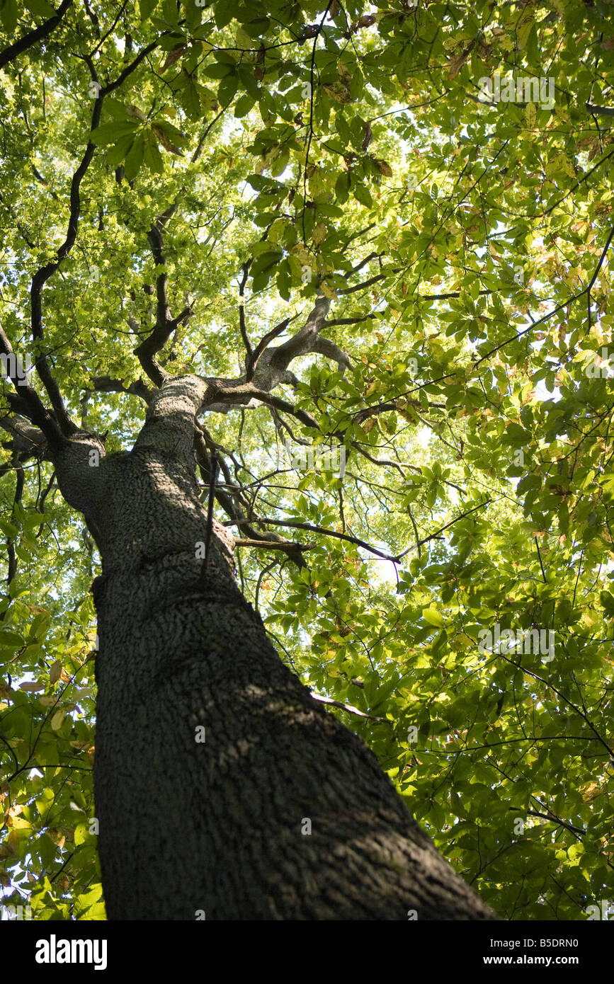 Tree trunk and canopy, low angle view Stock Photo - Alamy