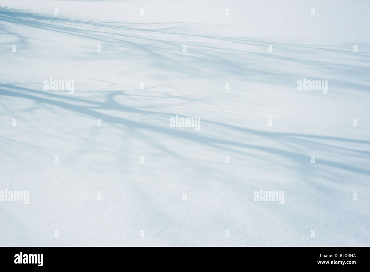 Shadow of tree branches on snow Stock Photo - Alamy