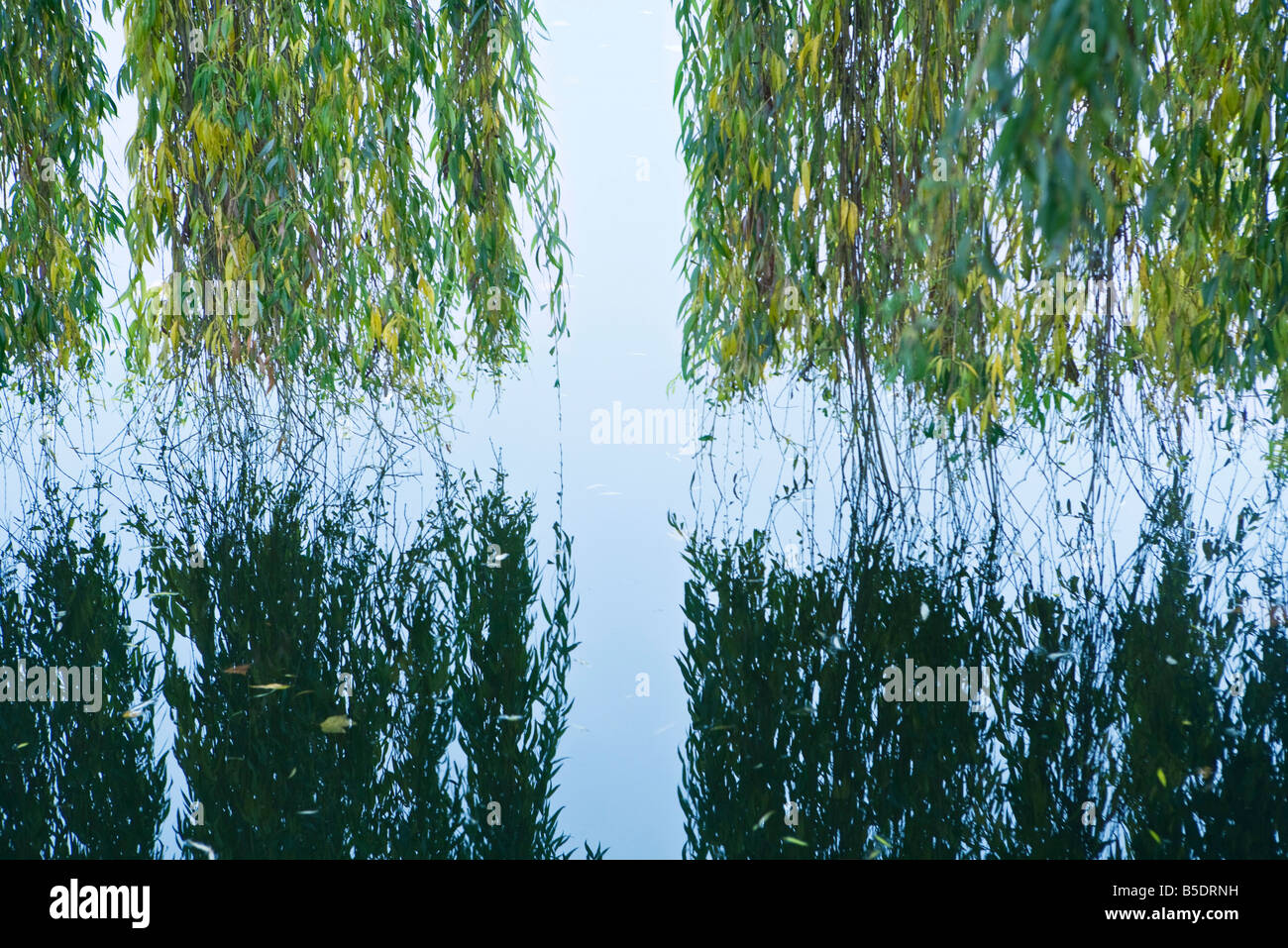 Weeping willow hanging over water with reflection in water Stock Photo ...
