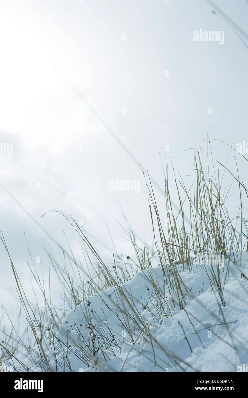 Grass emerging from bank of snow Stock Photo - Alamy