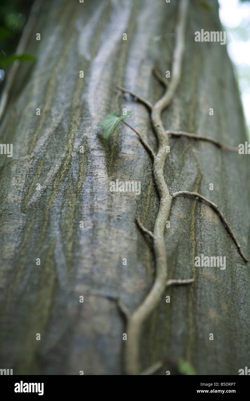 Tree trunk vines ivy close hi-res stock photography and images - Alamy