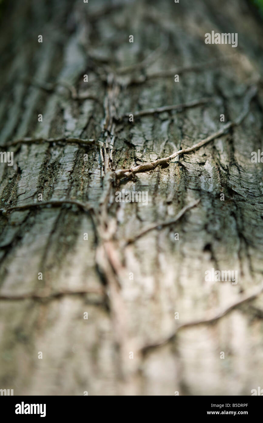 Vines growing on tree hi-res stock photography and images - Alamy