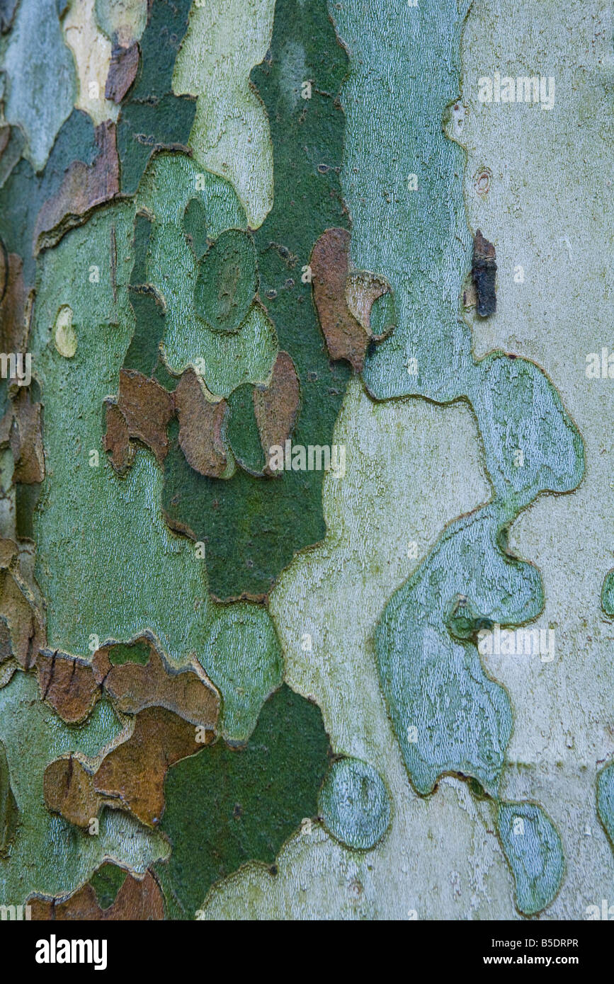 Colorful bark of sycamore tree Stock Photo - Alamy