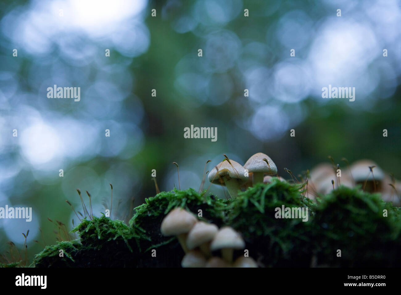Mushrooms and other vegetation Stock Photo - Alamy