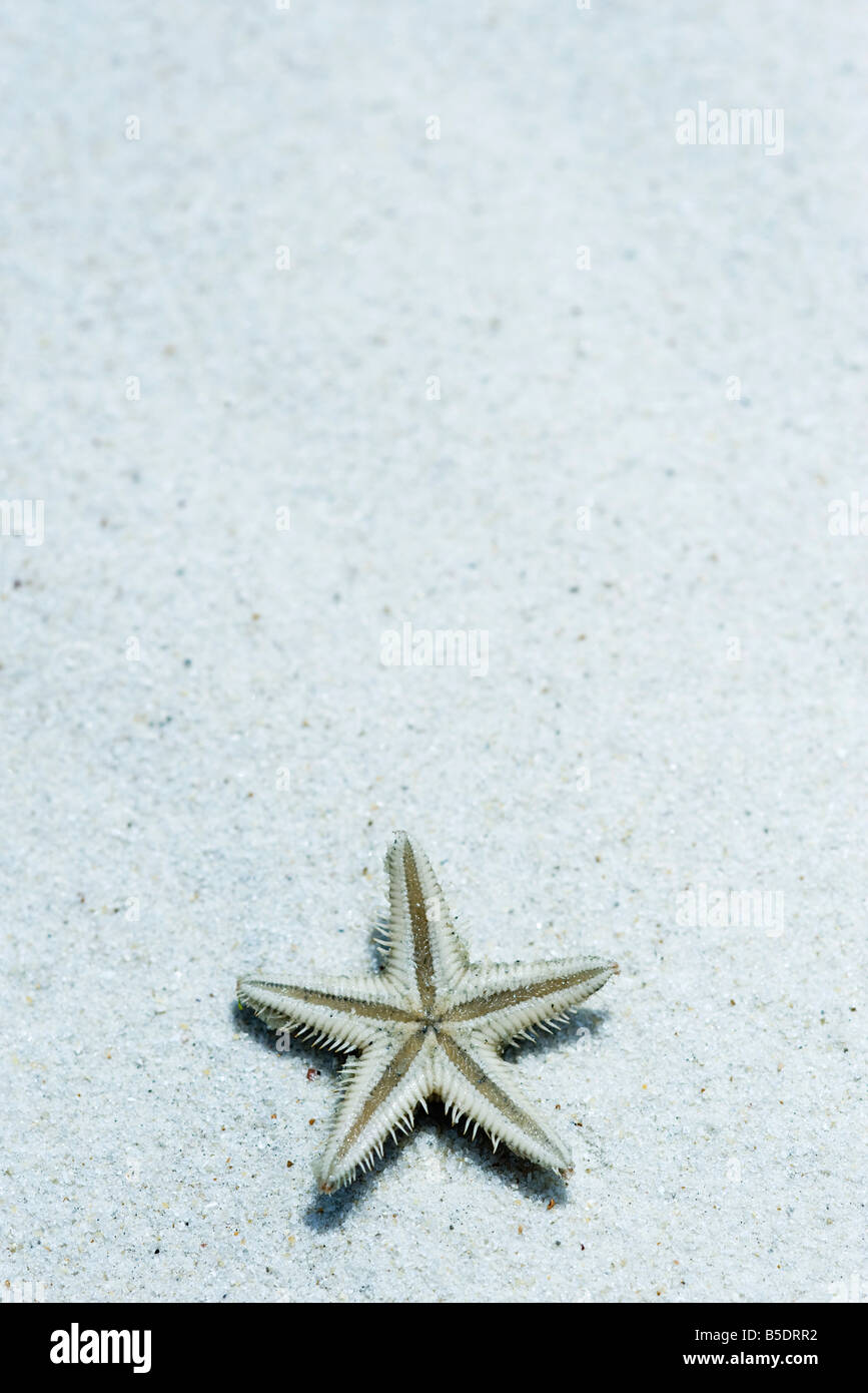 Starfish upside down hi-res stock photography and images - Alamy