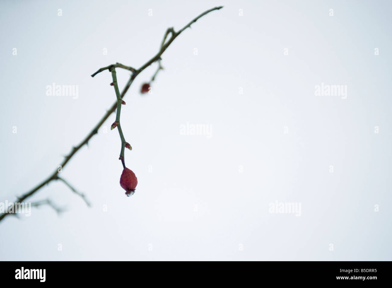 Branch with flower buds Stock Photo - Alamy