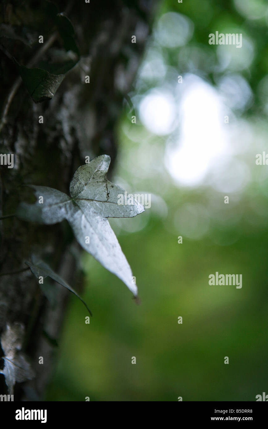 Silvery bark hi-res stock photography and images - Alamy