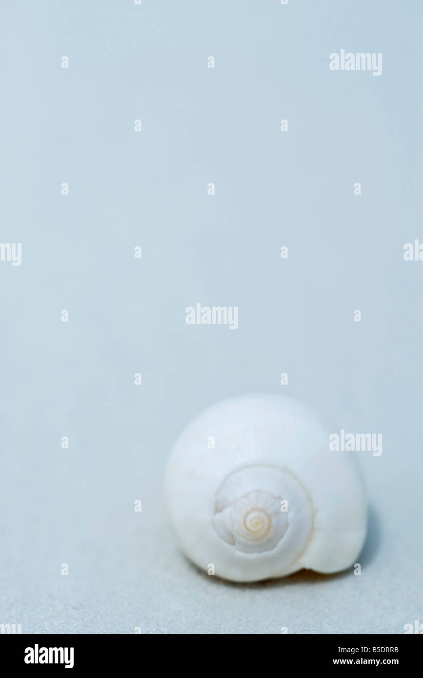 Spiral shaped seashell on sand Stock Photo - Alamy