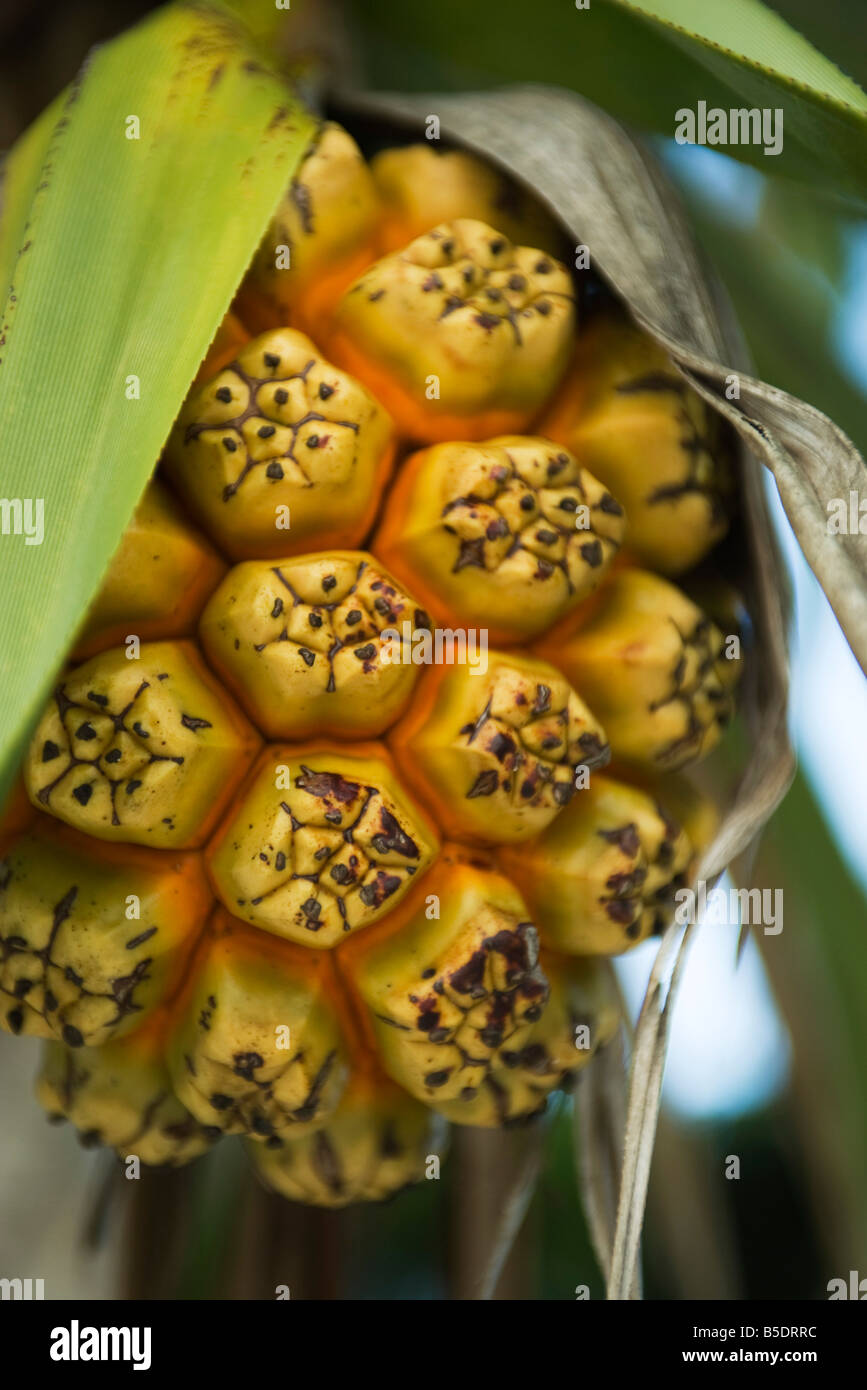 Hala fruit hi-res stock photography and images - Alamy