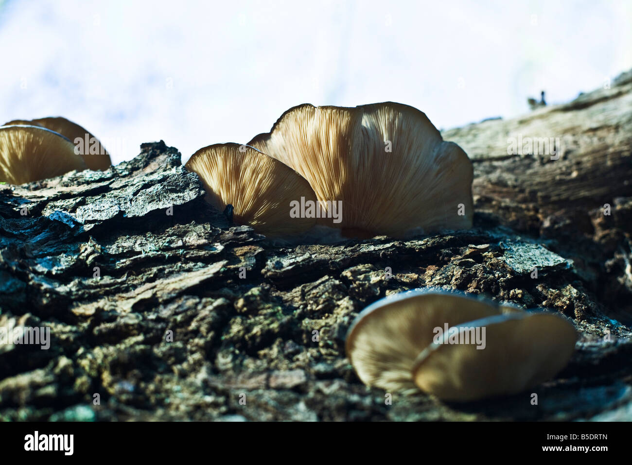 Fungus growing on tree bark, close-up Stock Photo - Alamy